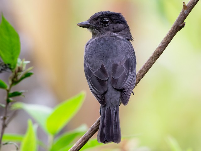 Photos - Rose-throated Becard - Pachyramphus aglaiae - Birds of the World