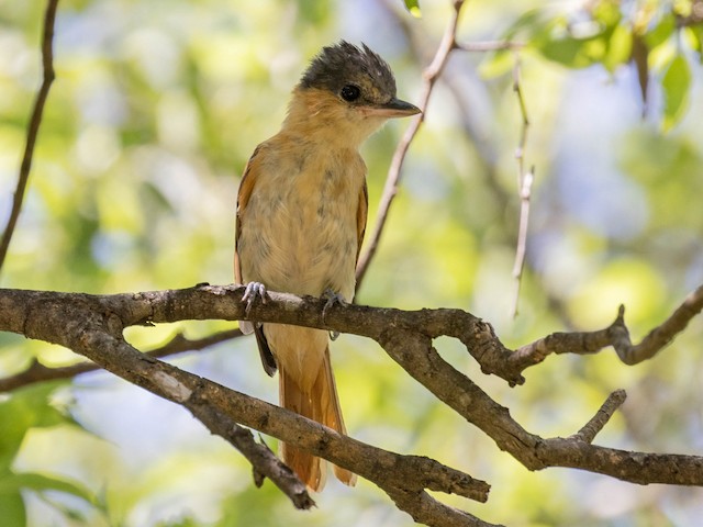 Photos - Rose-throated Becard - Pachyramphus aglaiae - Birds of the World