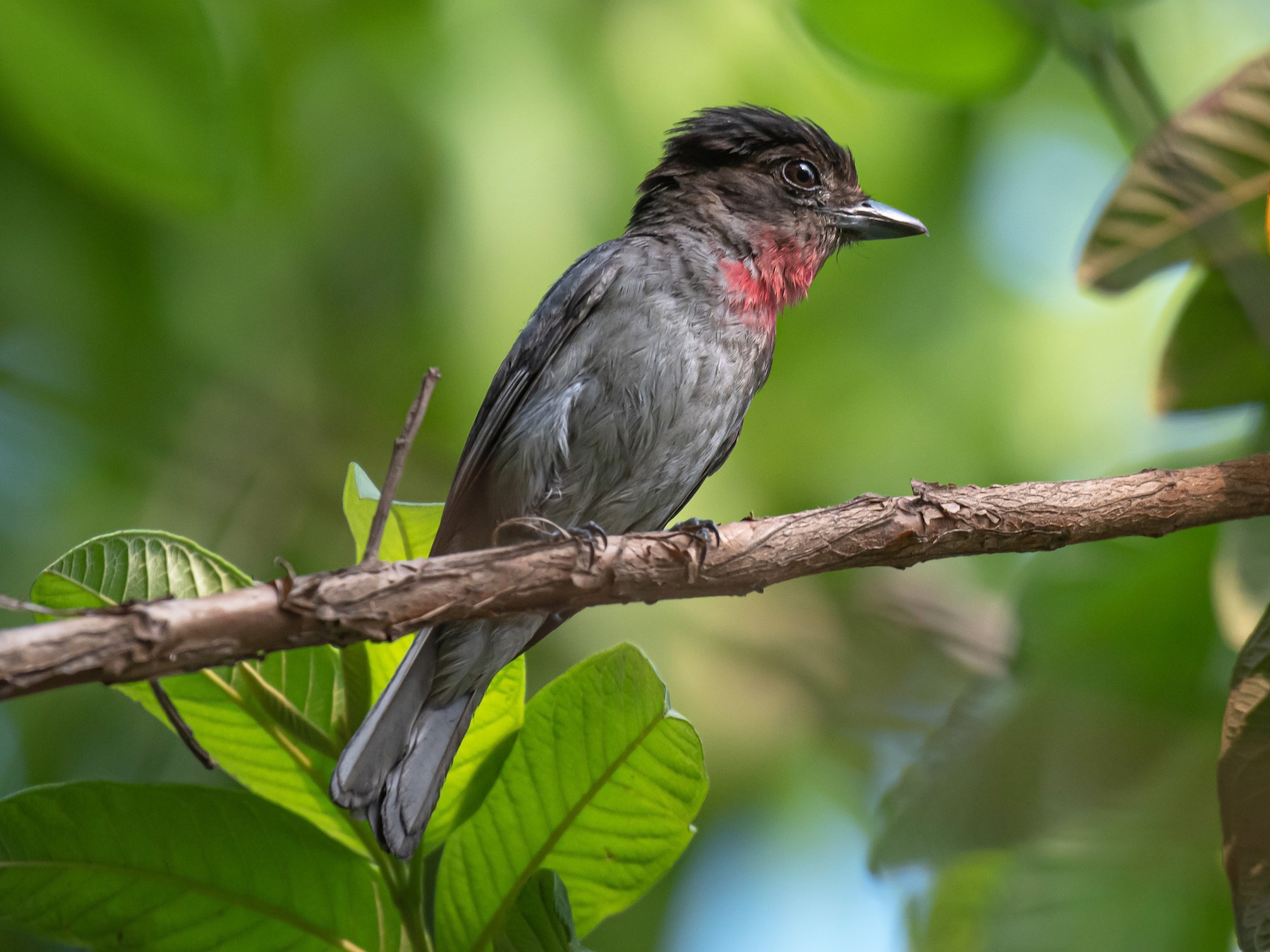 Rose-throated Becard - eBird