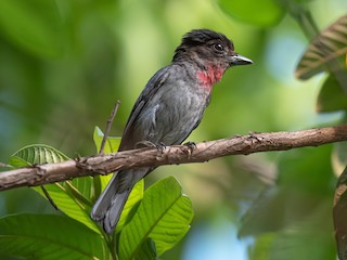 Rose-throated Becard - eBird