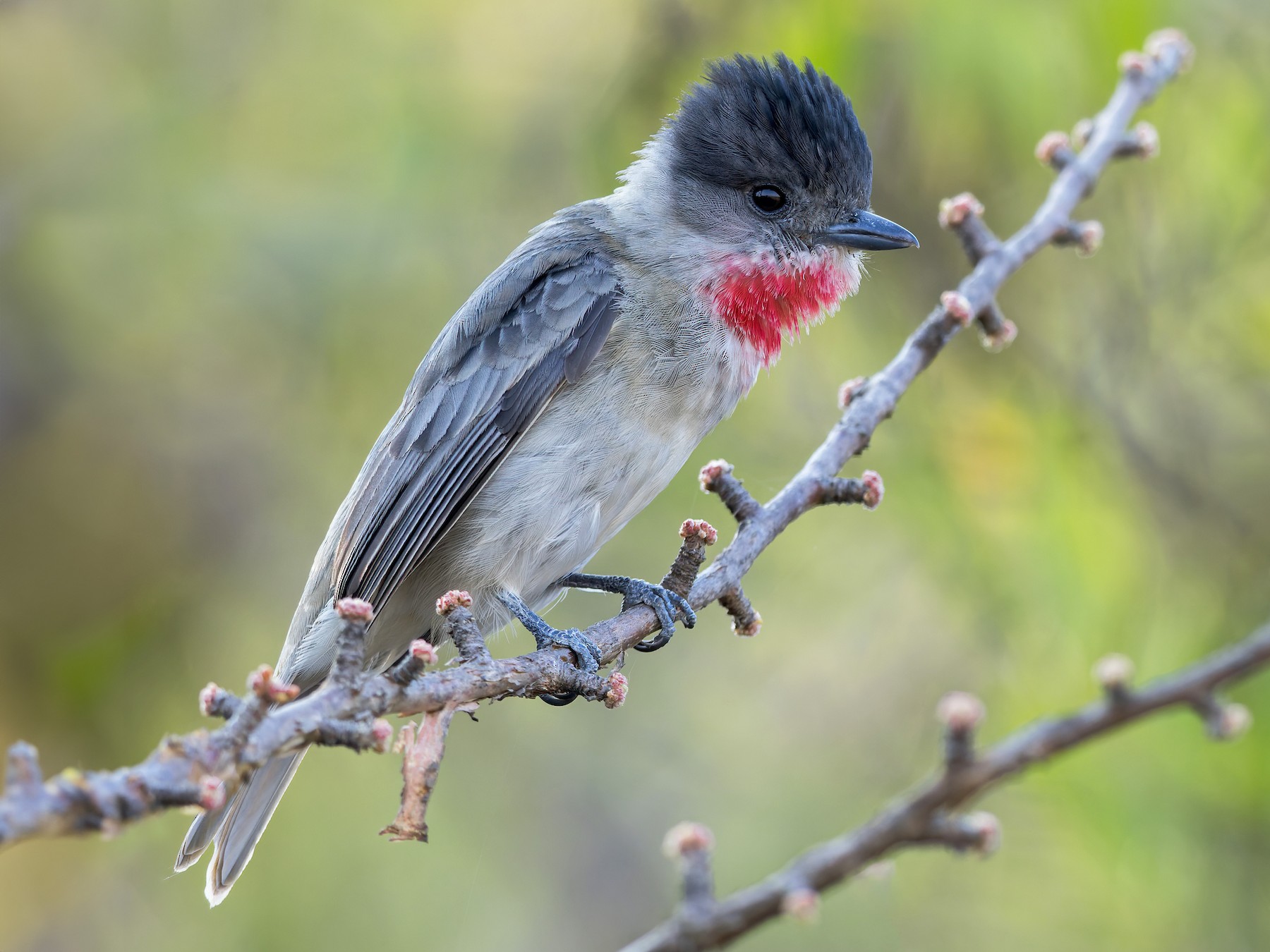 Rose-throated Becard - eBird