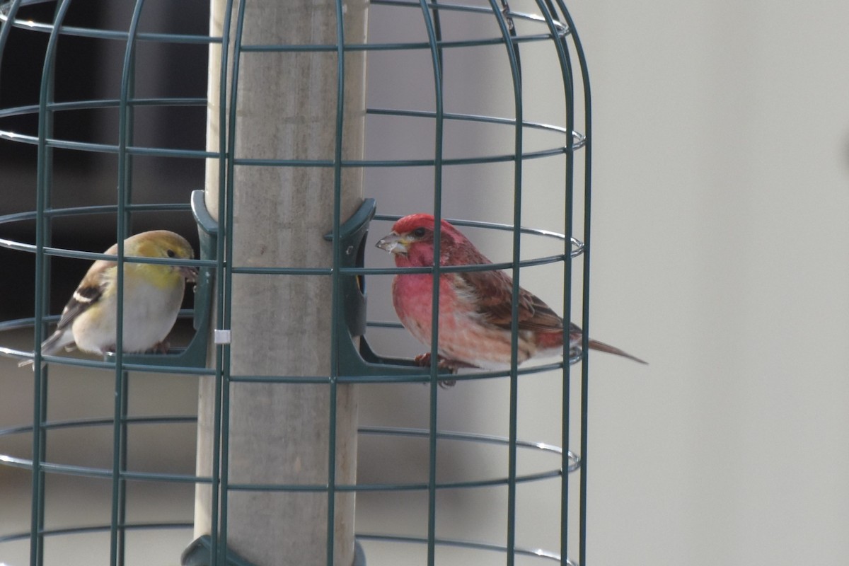 eBird Checklist - 15 Feb 2024 - CA--ON--Leeds--home - 19 species