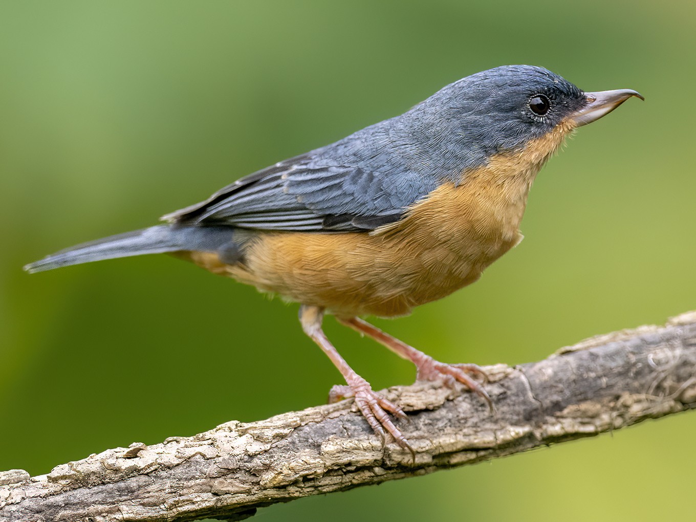 Rusty Flowerpiercer - eBird