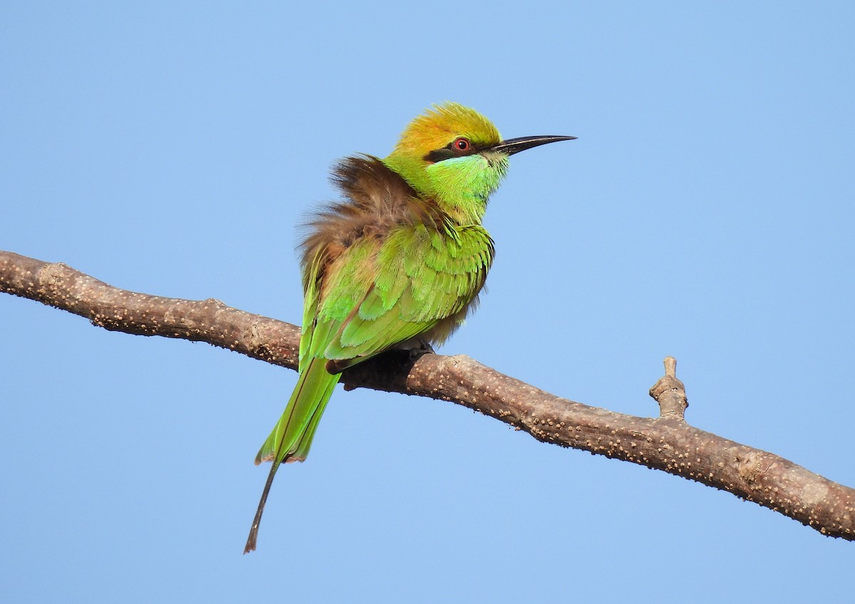 ML614858002 - Asian Green Bee-eater - Macaulay Library