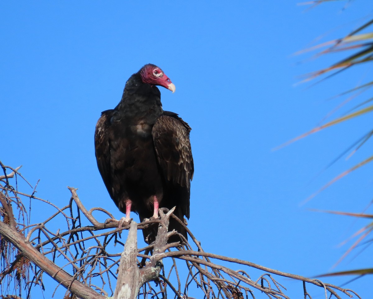 eBird Checklist - 15 Feb 2024 - North Australian Avenue - 3 species