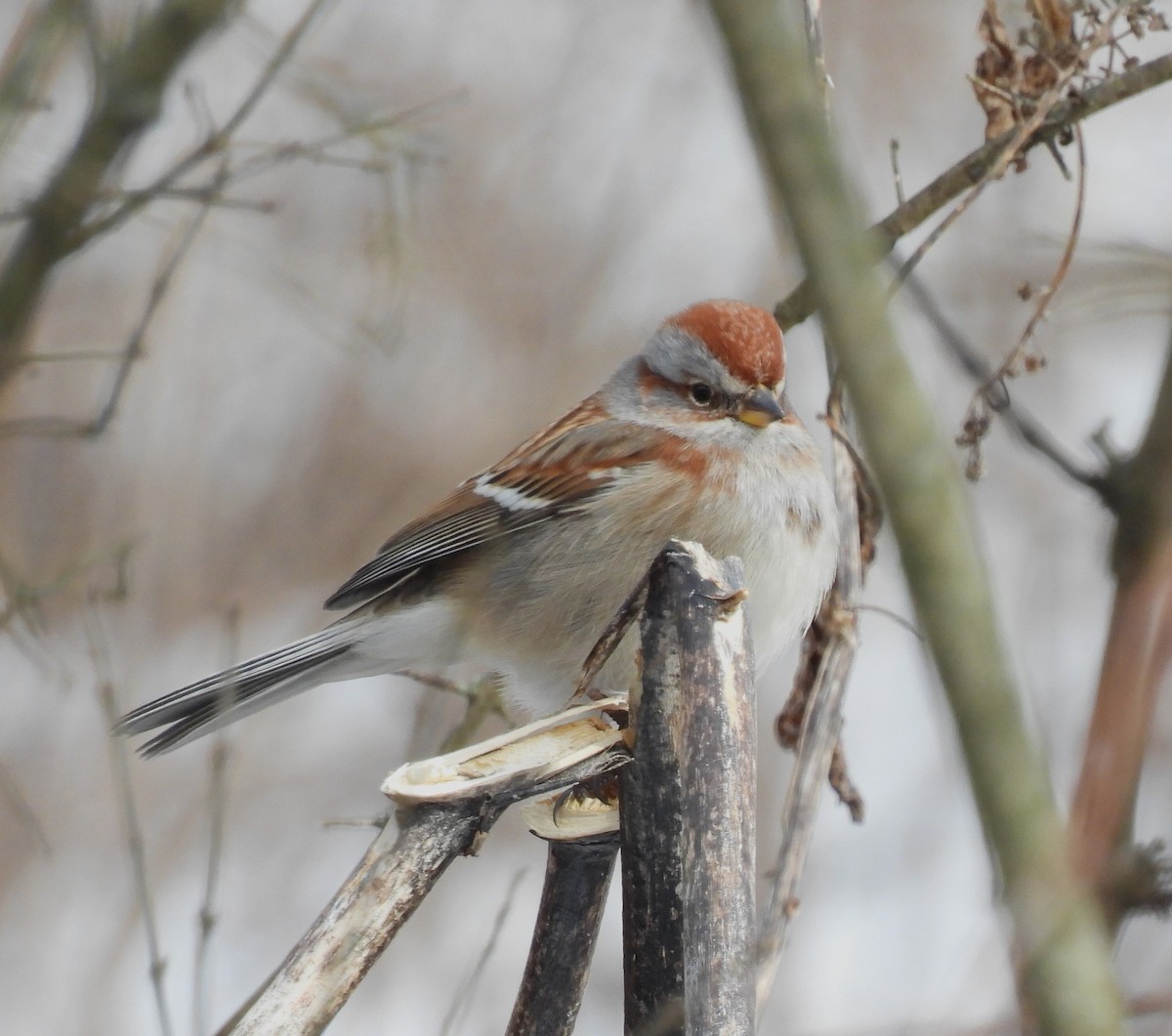 eBird Checklist - 15 Feb 2024 - State Game Lands 145--Colebrook - 33 ...