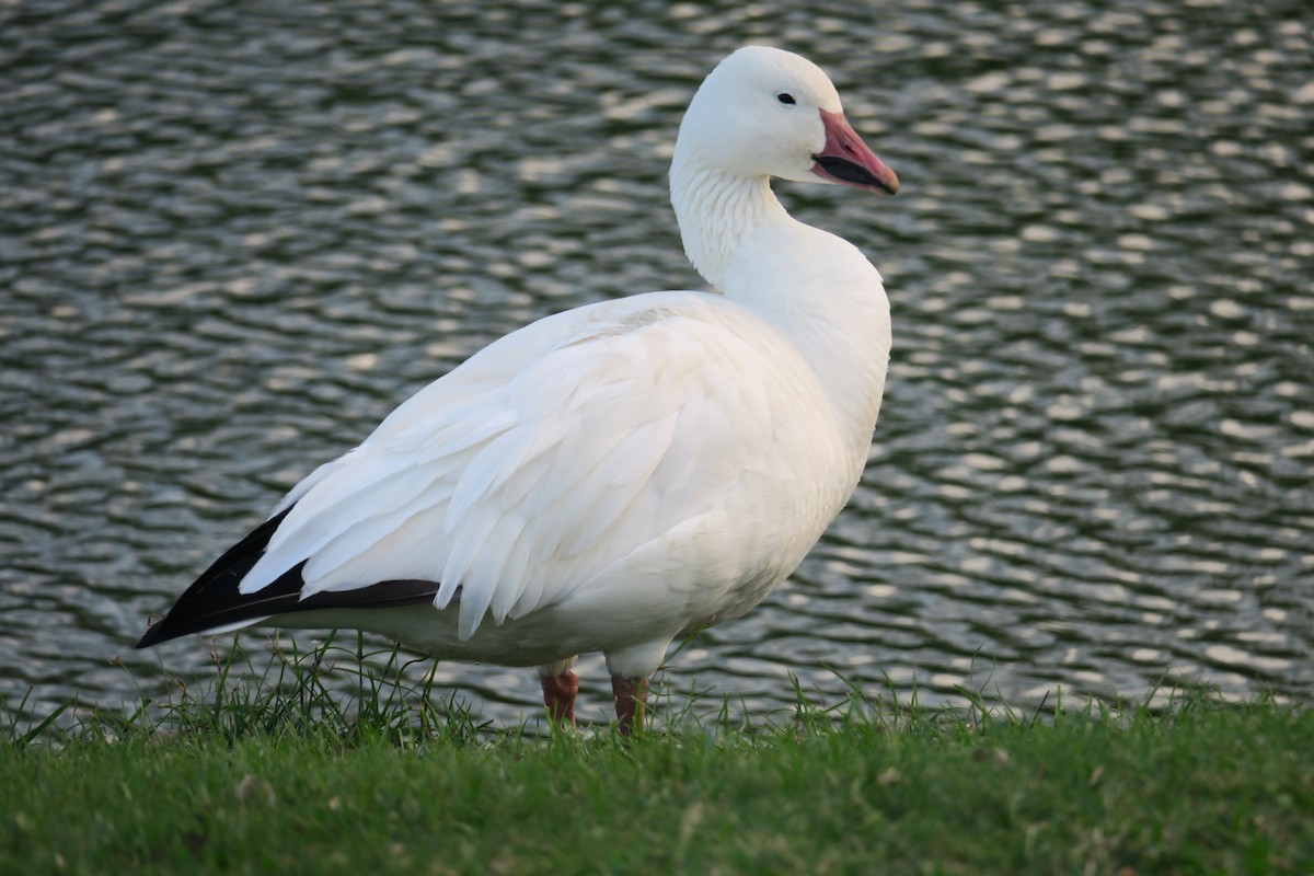 eBird Checklist - 14 Feb 2024 - Princeville Makai Golf Course - 10 species