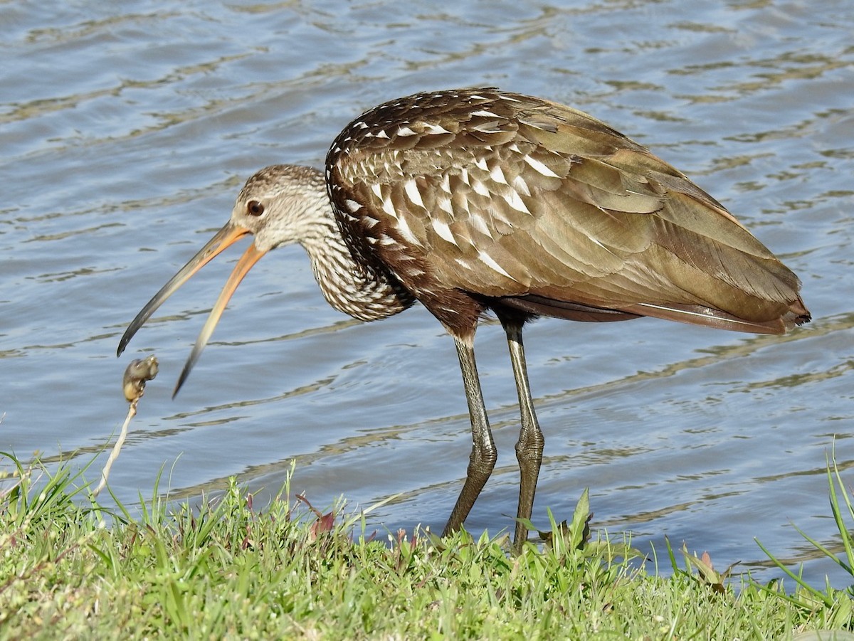 eBird Checklist - 12 Feb 2024 - Hogeye Recreational Path - 38 species
