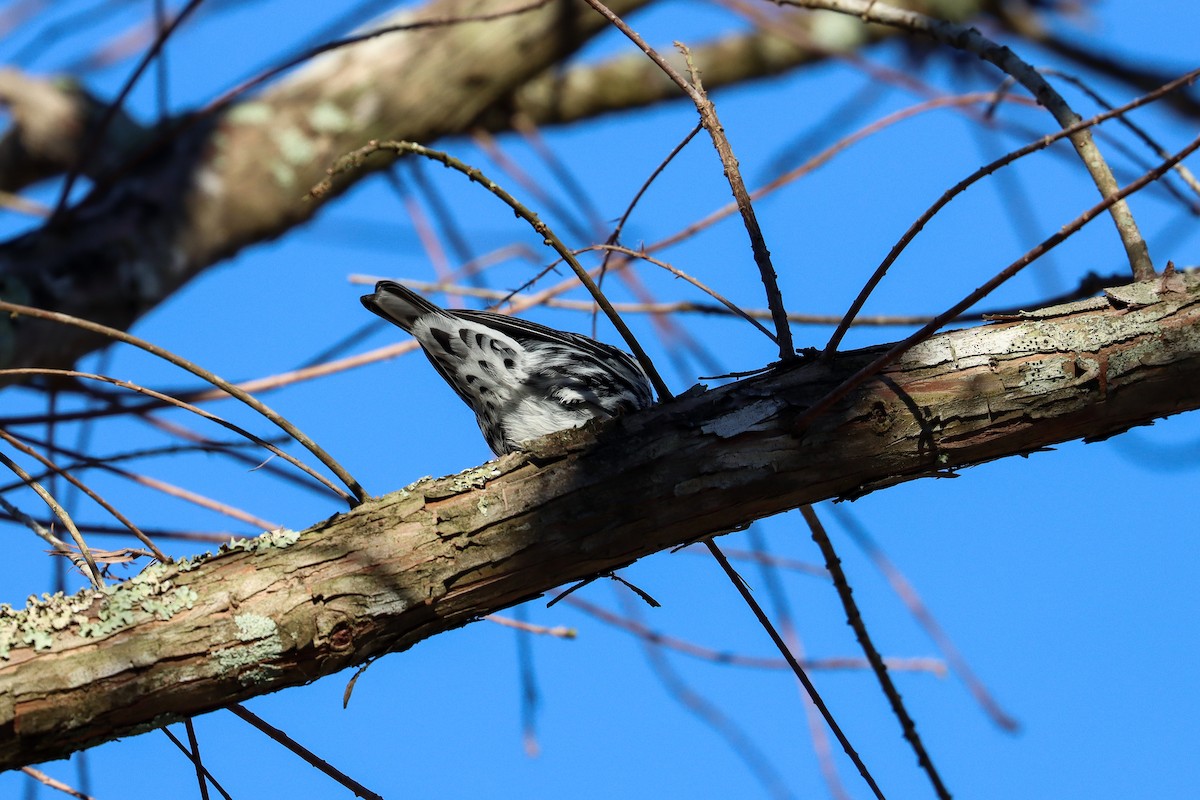eBird Checklist - 14 Feb 2024 - Joyce WMA - 34 species