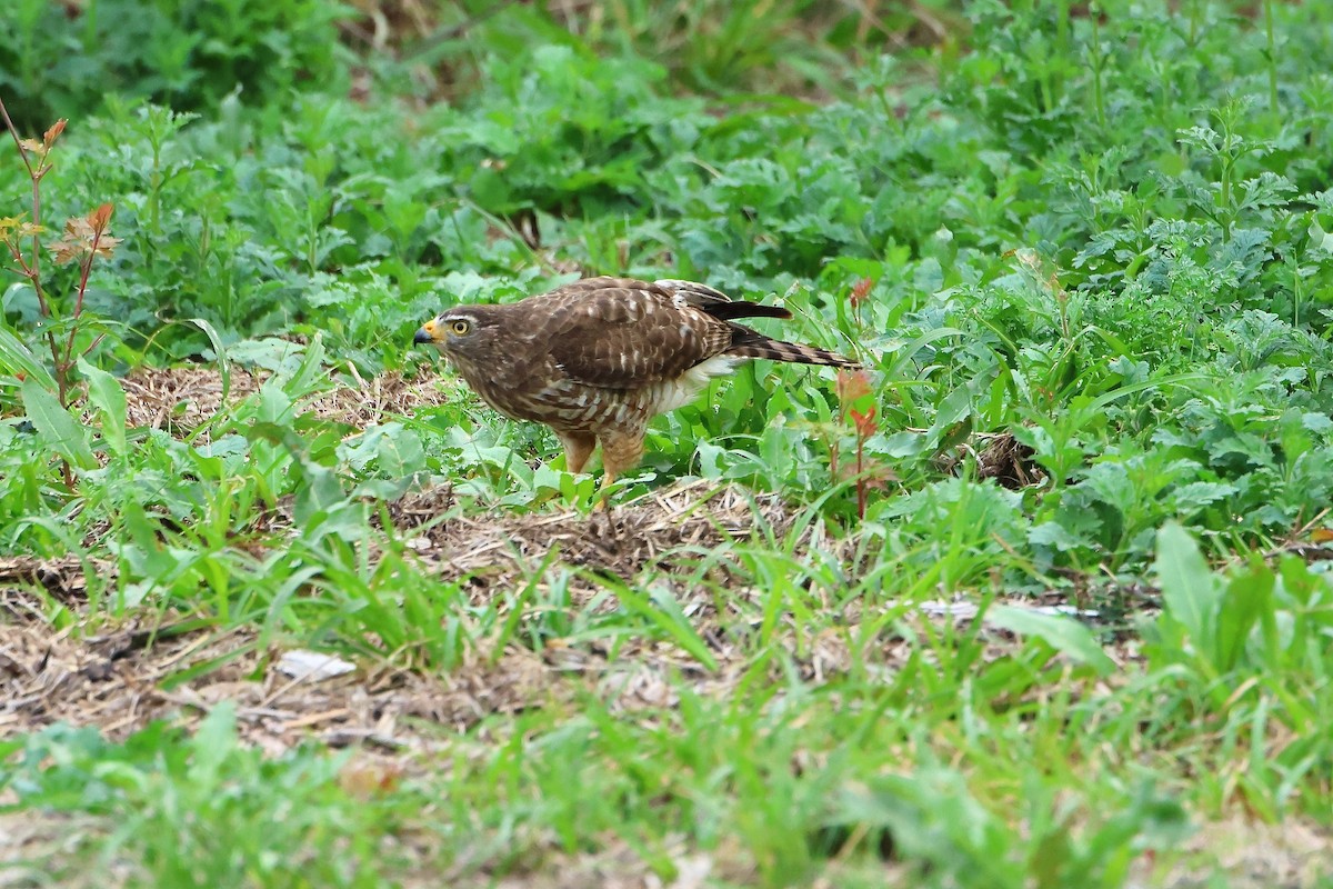 eBird Checklist - 15 Feb 2024 - Resaca de la Palma SP WBC (Brownsville ...