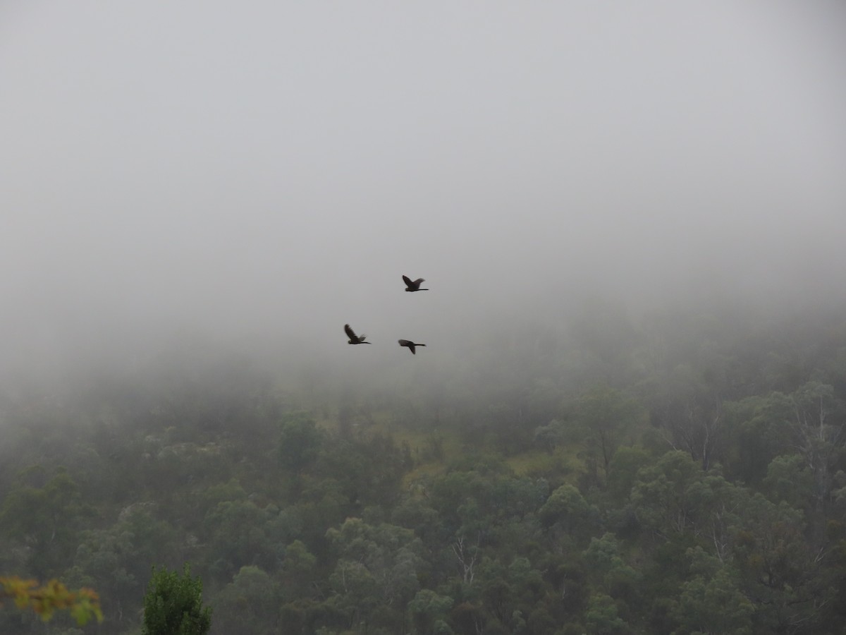 eBird Australia Checklist - 16 Feb 2024 - Naas Road at Apollo Road - 48 ...