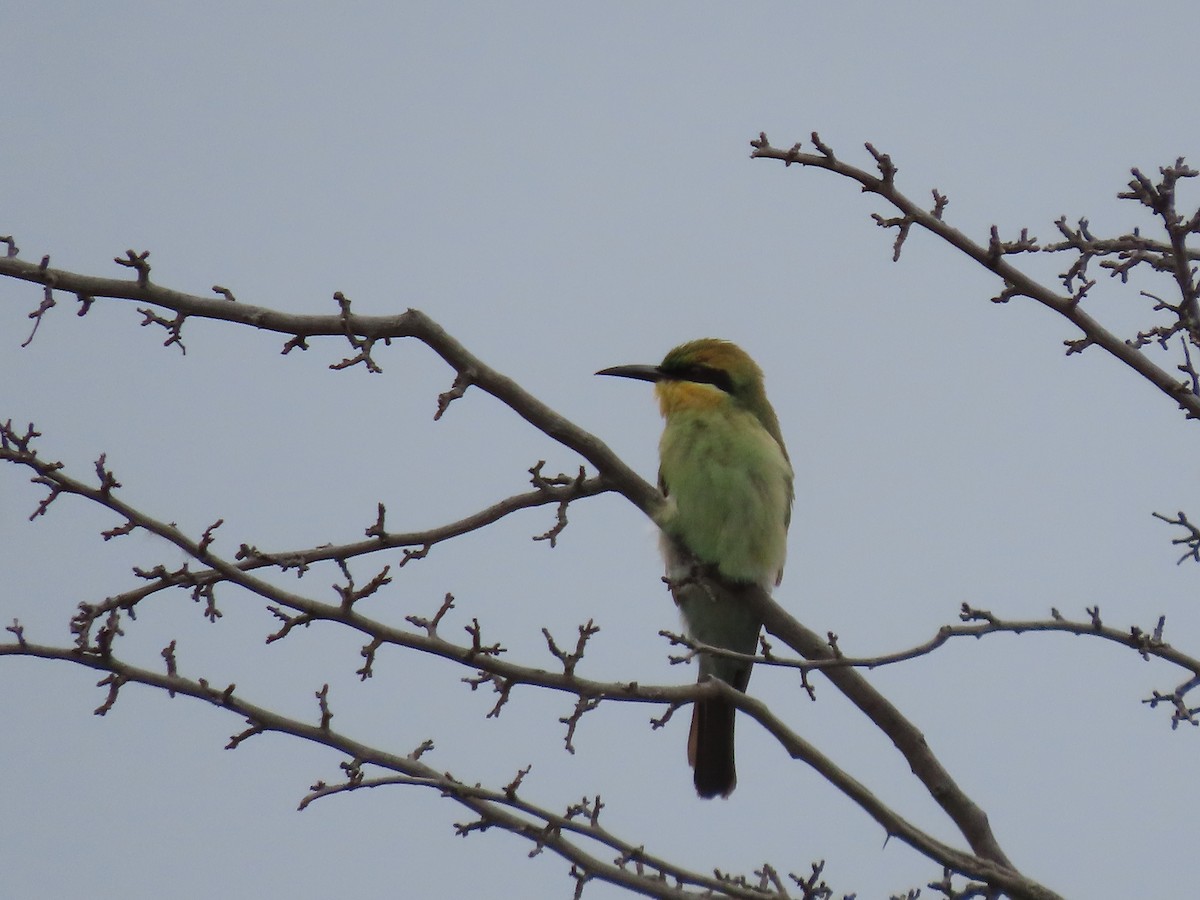eBird Australia Checklist - 16 Feb 2024 - Murrumbidgee River Track ...