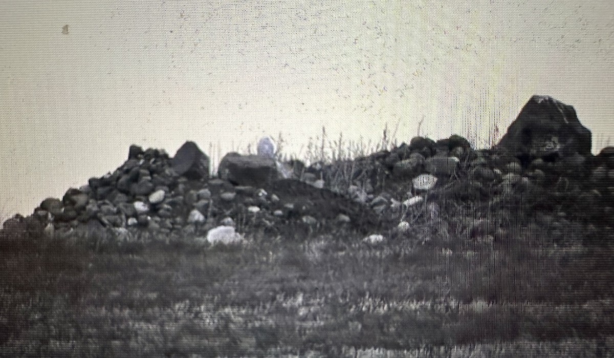 eBird Checklist - 14 Feb 2024 - Waterville Plateau - Heritage & Rd 1 ...