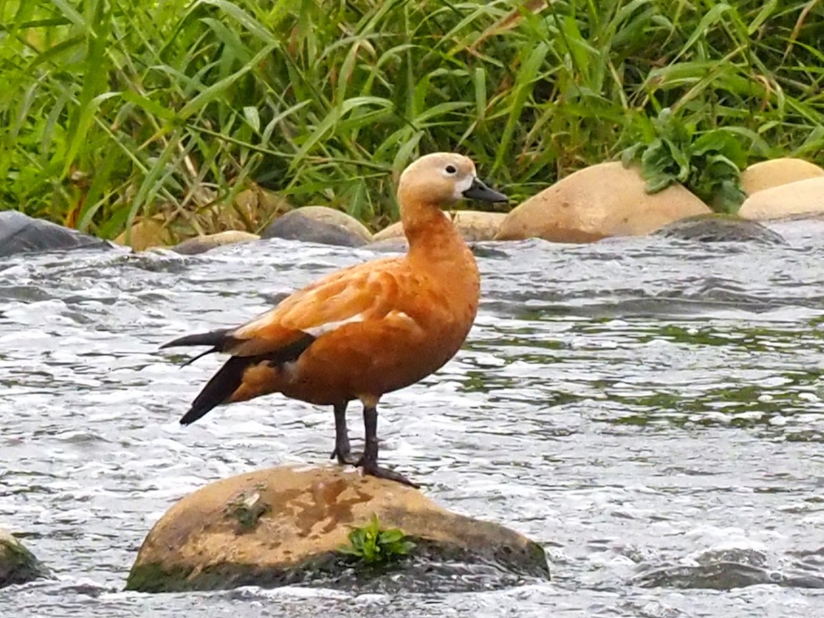 eBird Taiwan Checklist - 16 Feb 2024 - 337006, 大園區 TW-TAO 25.09577, 121 ...