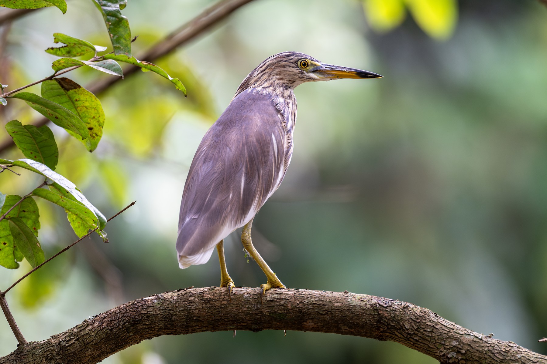 garça (Ardeola) sp. - eBird