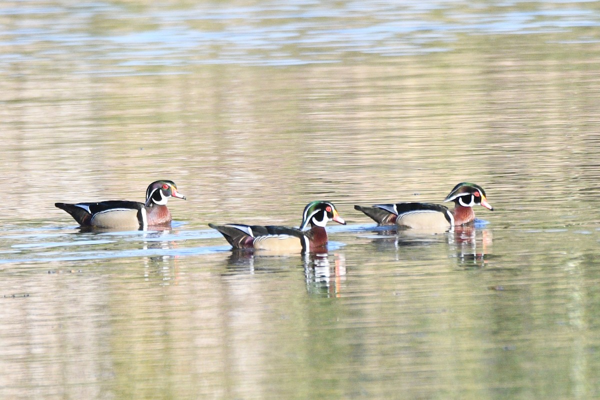 eBird Checklist - 15 Feb 2024 - Red Bug Slough Preserve - 29 species