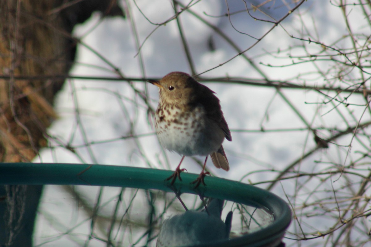 Pennsylvania Bird Atlas Checklist - 16 Feb 2024 - Wolfe Mt. - 20 species