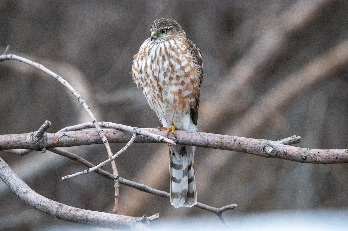 eBird Checklist - 16 Feb 2024 - Maple and Fishback - 6 species