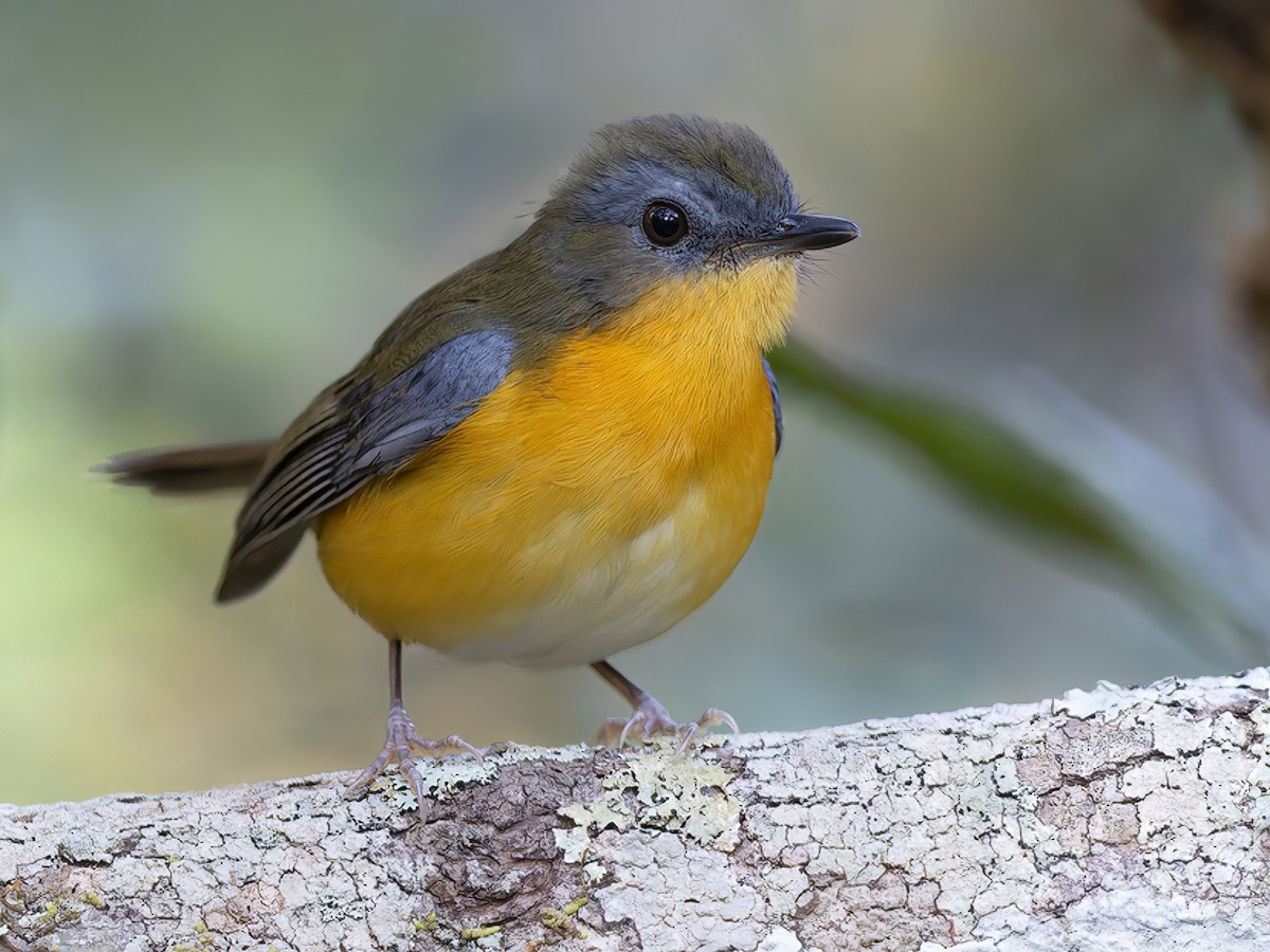 East Coast Akalat - Sheppardia gunningi - Birds of the World