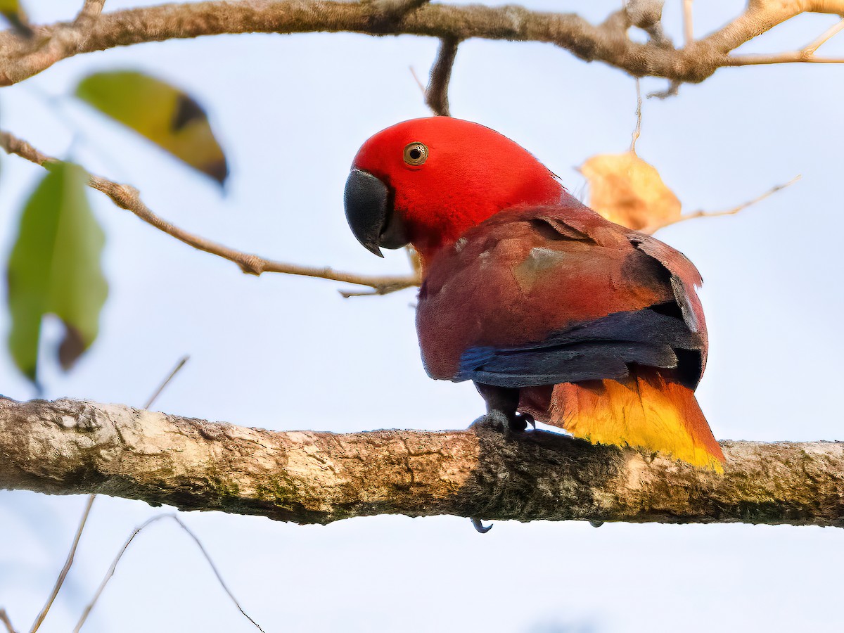 Tanimbar Eclectus - Eclectus riedeli - Birds of the World