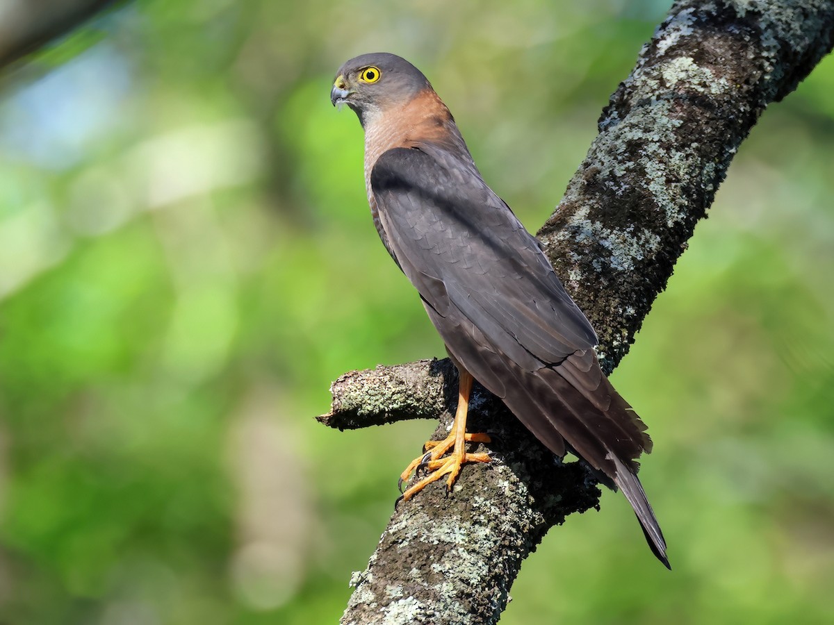 Collared Sparrowhawk - Tachyspiza cirrocephala - Birds of the World