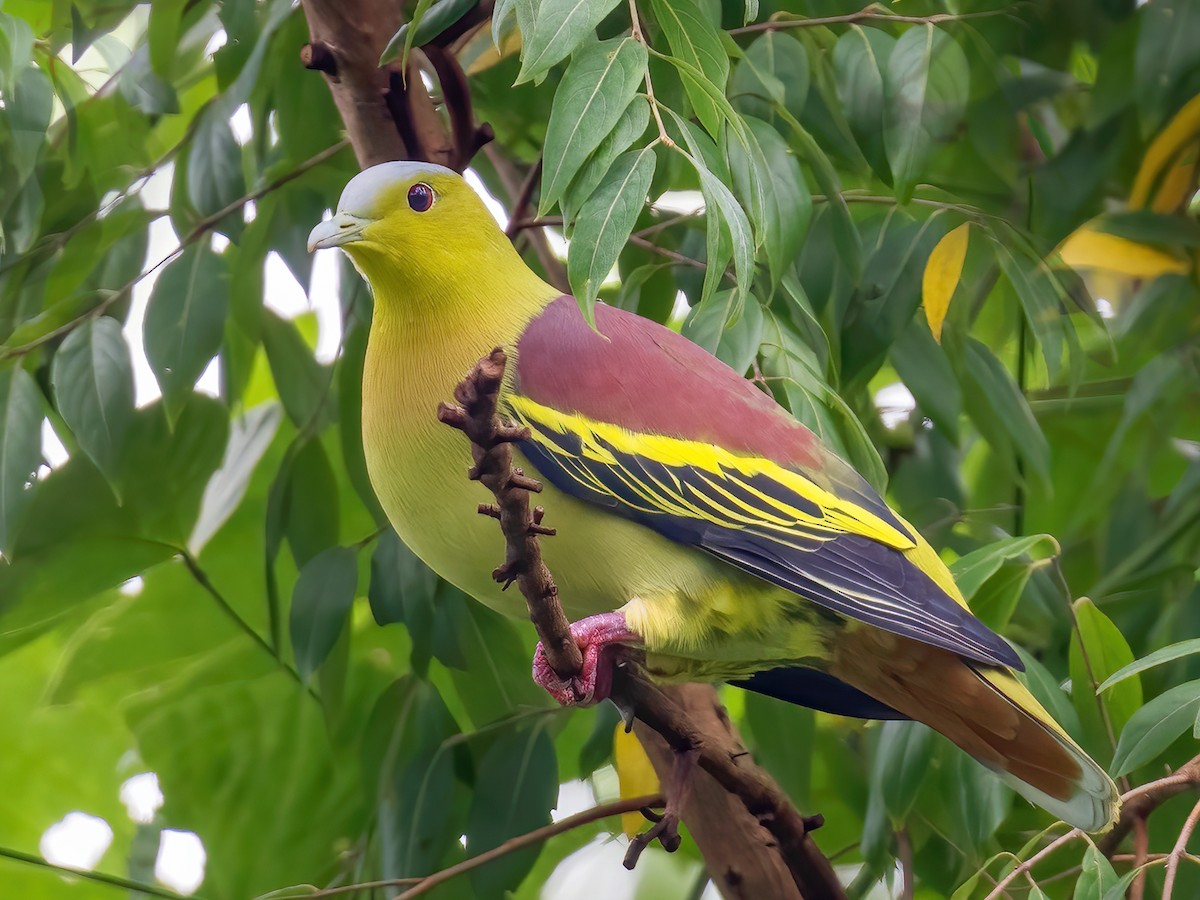 Ashy-headed Green-Pigeon - Treron phayrei - Birds of the World