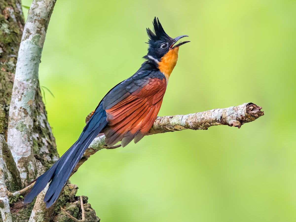Chestnut-winged Cuckoo - Clamator coromandus - Birds of the World