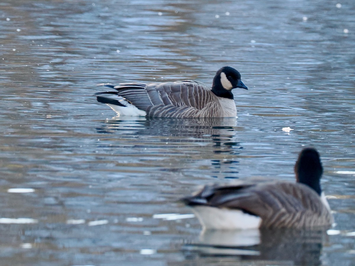 Pennsylvania Bird Atlas Checklist - 16 Feb 2024 - Dorney Pond - 15 species