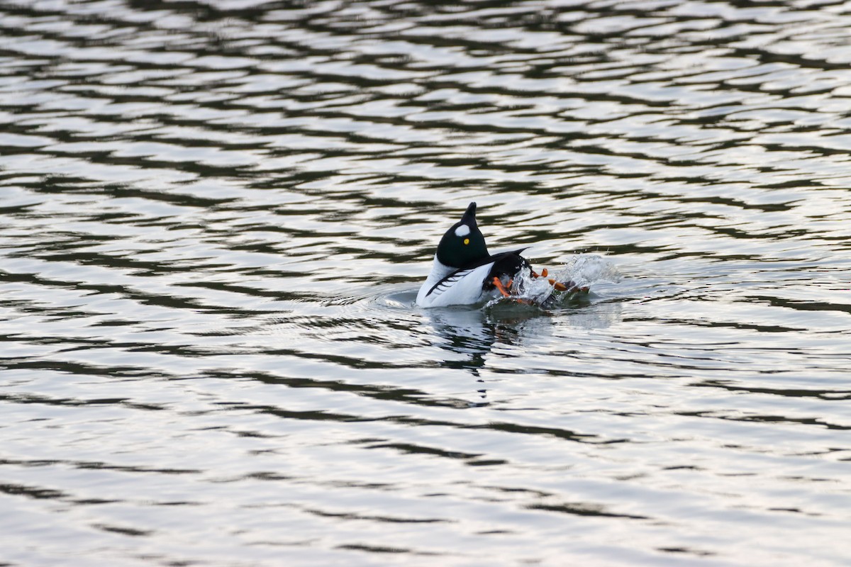 eBird Checklist - 16 Feb 2024 - Snettisham RSPB Reserve - 53 species