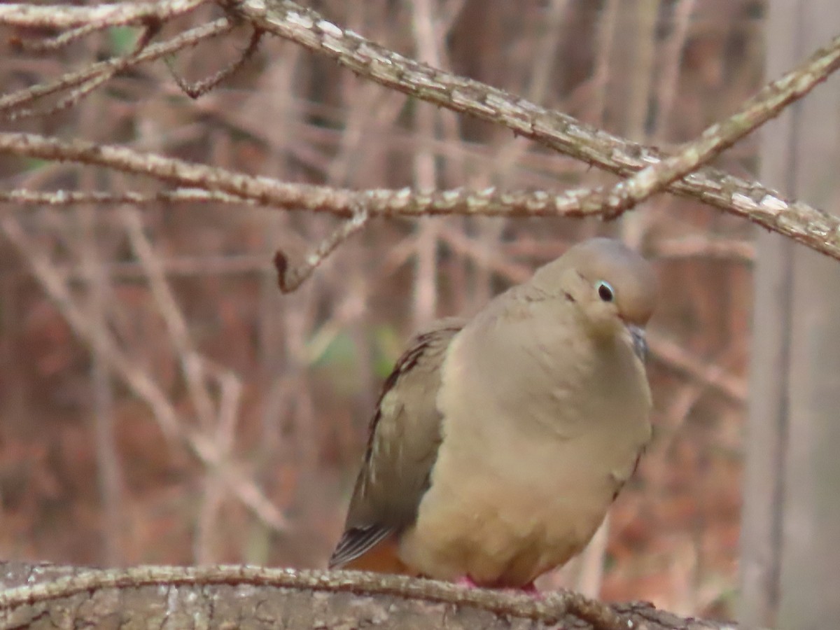 North Carolina Bird Atlas Checklist - 16 Feb 2024 - Loblolly Hill - 35 species