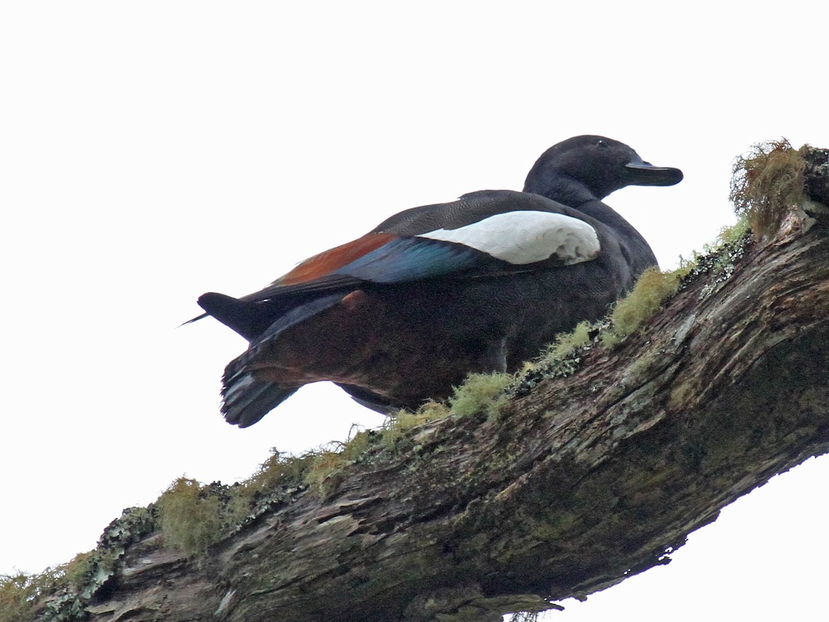eBird Checklist - 14 Nov 2009 - Waitakere Ranges -- Cascade Kauri Park ...