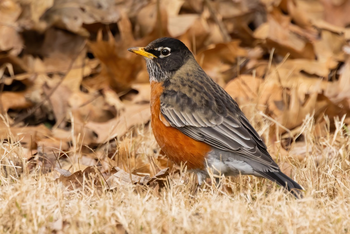 American Robin (nigrideus) - eBird