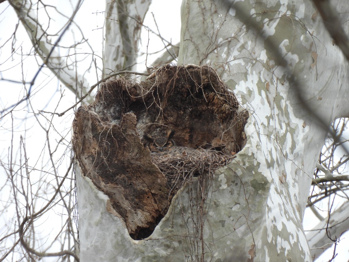 eBird Checklist - 16 Feb 2024 - Miami University--Natural Areas Bird ...