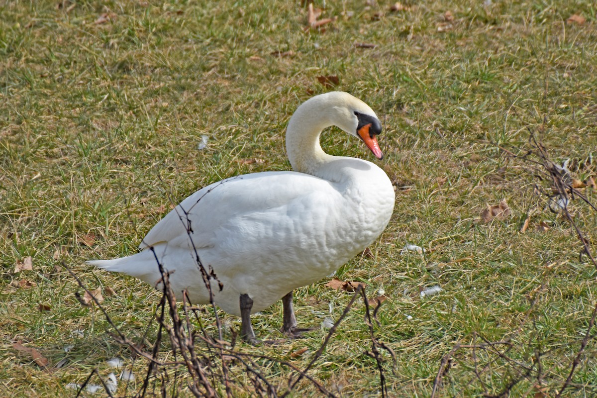 eBird Checklist - 16 Feb 2024 - Lumber Mill Road - 3 species