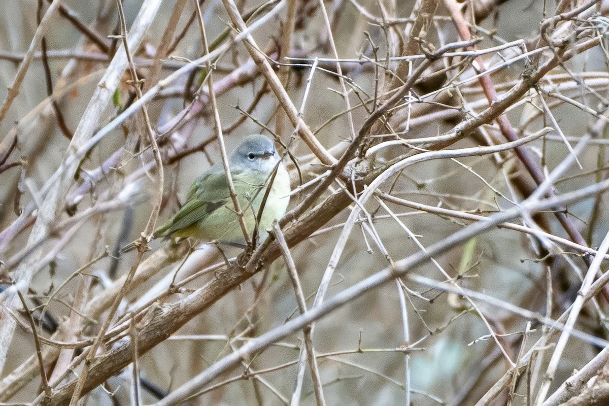 Pennsylvania Bird Atlas Checklist - 16 Feb 2024 - Orange-crowned Warbler Spot - Private Property ...
