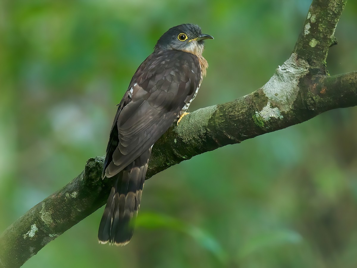 Dark Hawk-Cuckoo - Hierococcyx bocki - Birds of the World