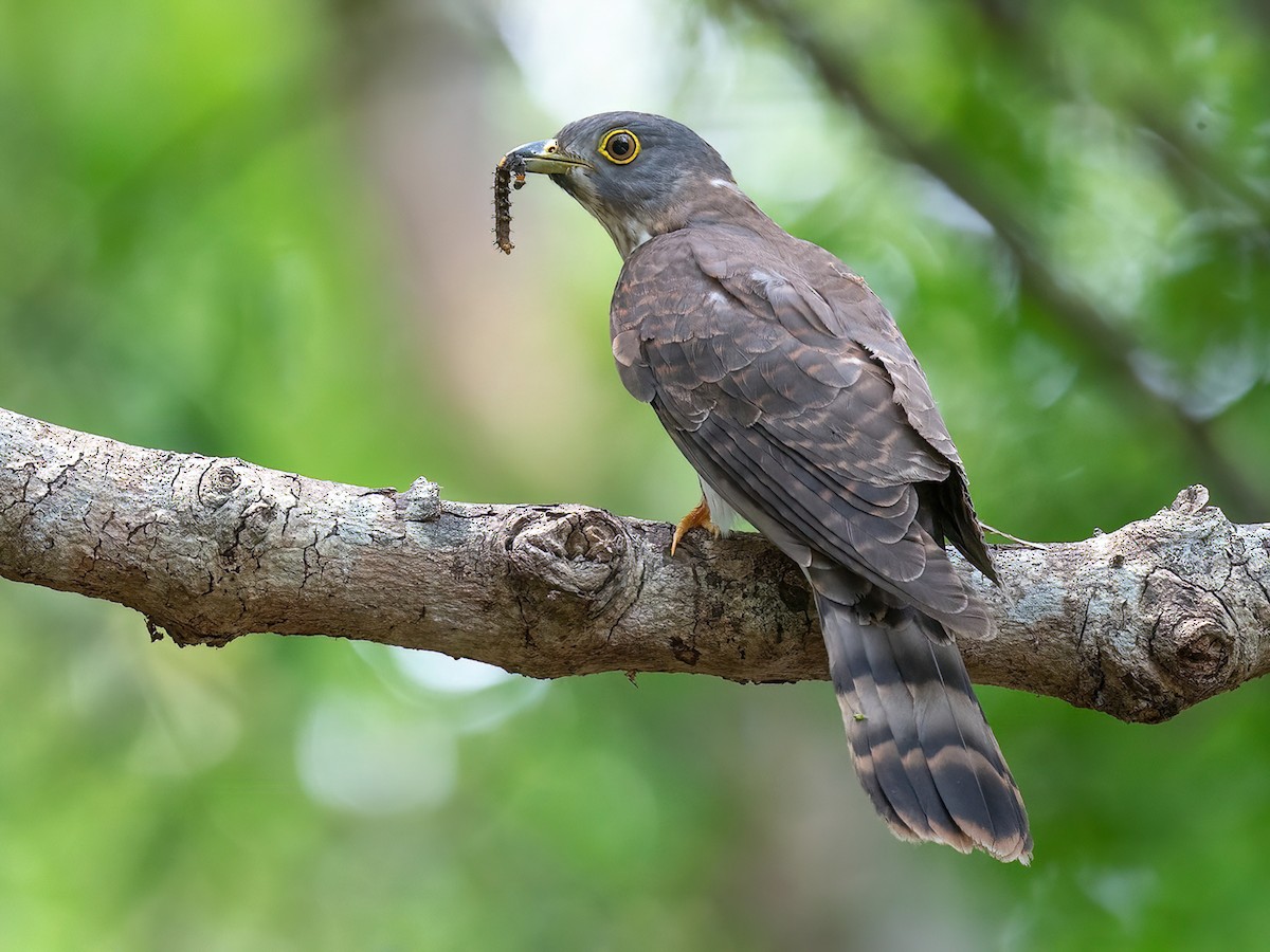 Hodgson's Hawk-Cuckoo - Hierococcyx nisicolor - Birds of the World