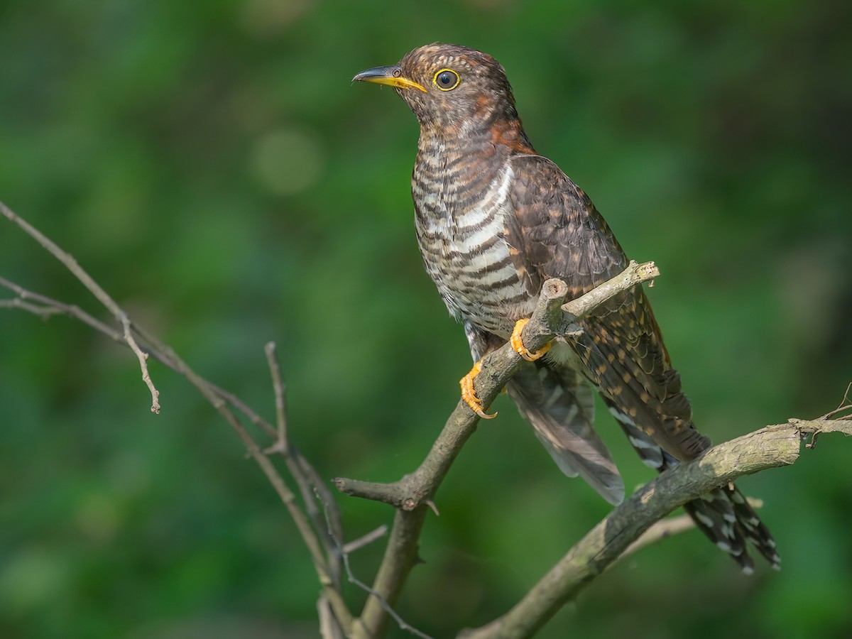 Lesser Cuckoo - Cuculus poliocephalus - Birds of the World