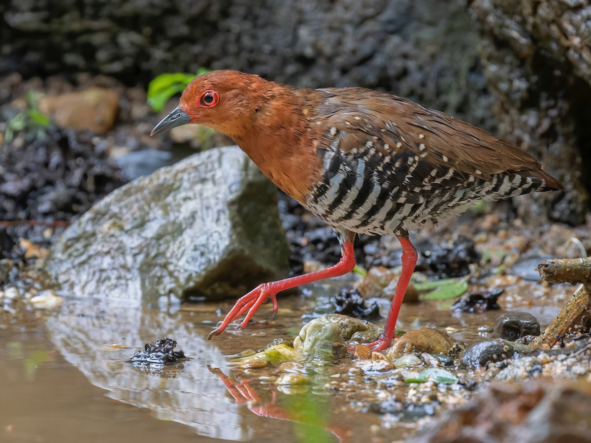 Red-legged Crake - Rallina fasciata - Birds of the World
