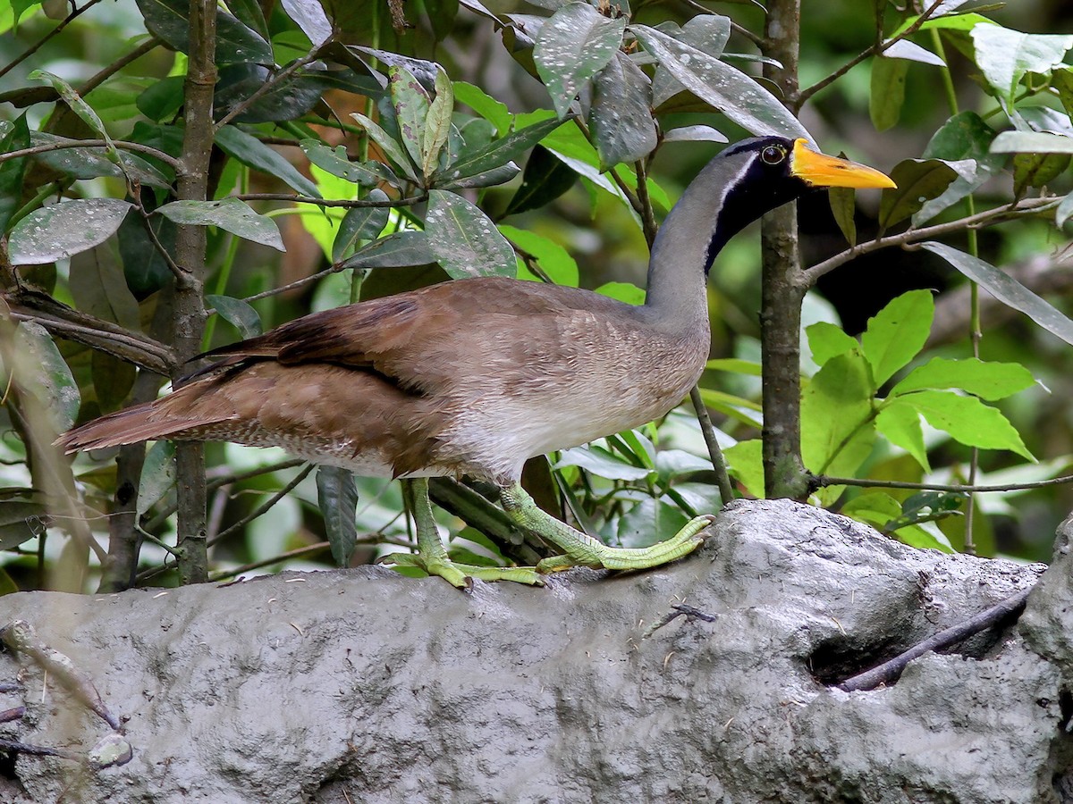 Masked Finfoot - Heliopais personatus - Birds of the World