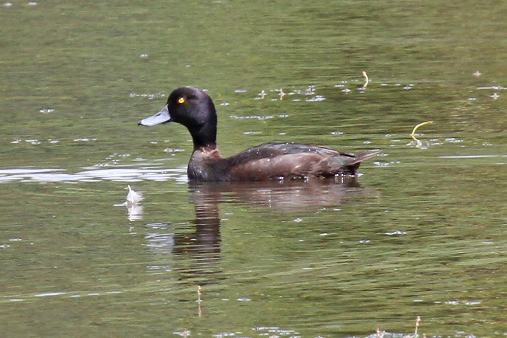 eBird Checklist - 14 Nov 2009 - Straka's Wildlife Refuge, Waiwera - 17 ...