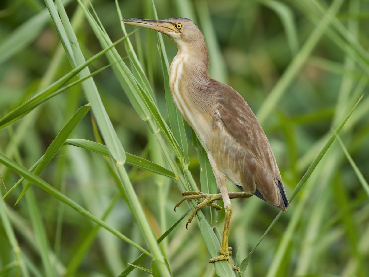Yellow Bittern - Botaurus sinensis - Birds of the World