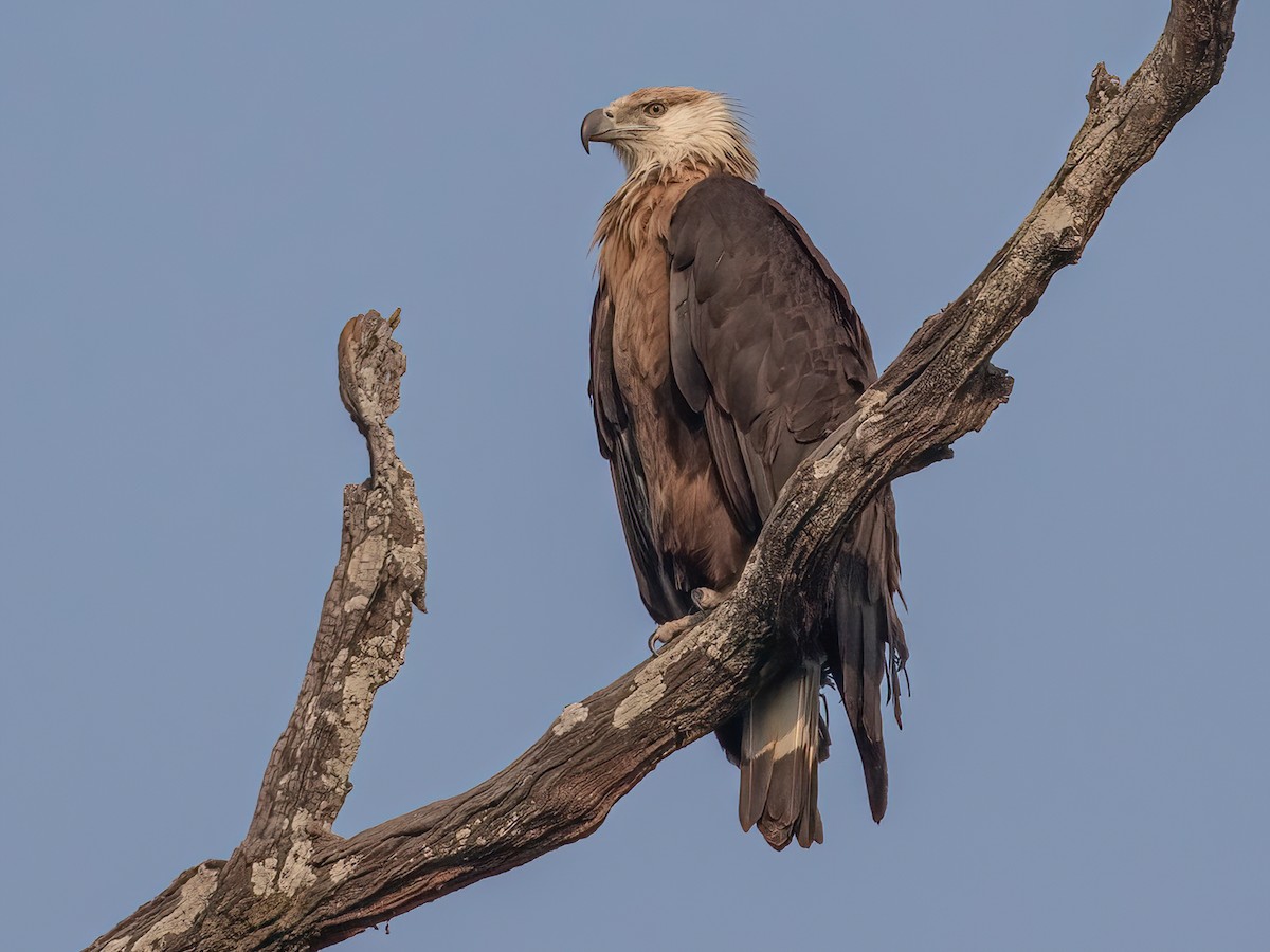 Pallas's Fish-Eagle - Haliaeetus leucoryphus - Birds of the World
