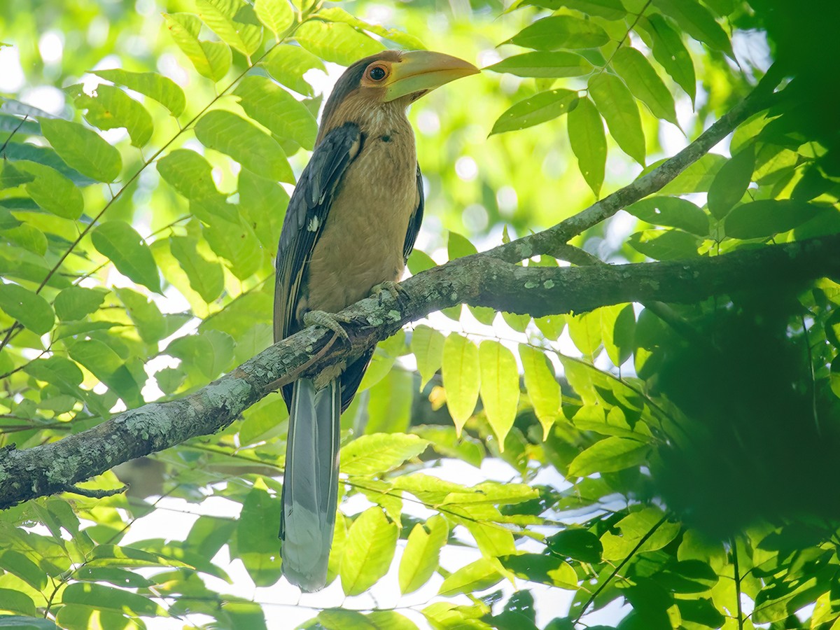Rusty-cheeked Hornbill - Anorrhinus tickelli - Birds of the World