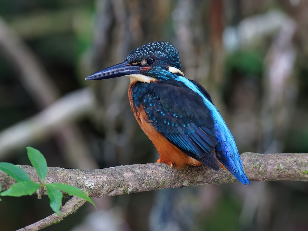Blyth's Kingfisher - Alcedo hercules - Birds of the World