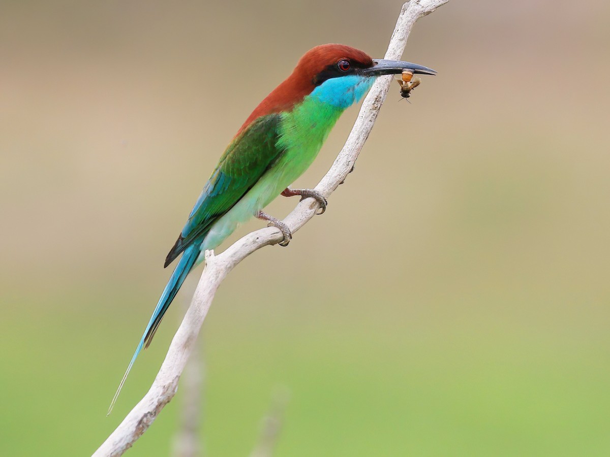 Blue-throated Bee-eater - Merops viridis - Birds of the World