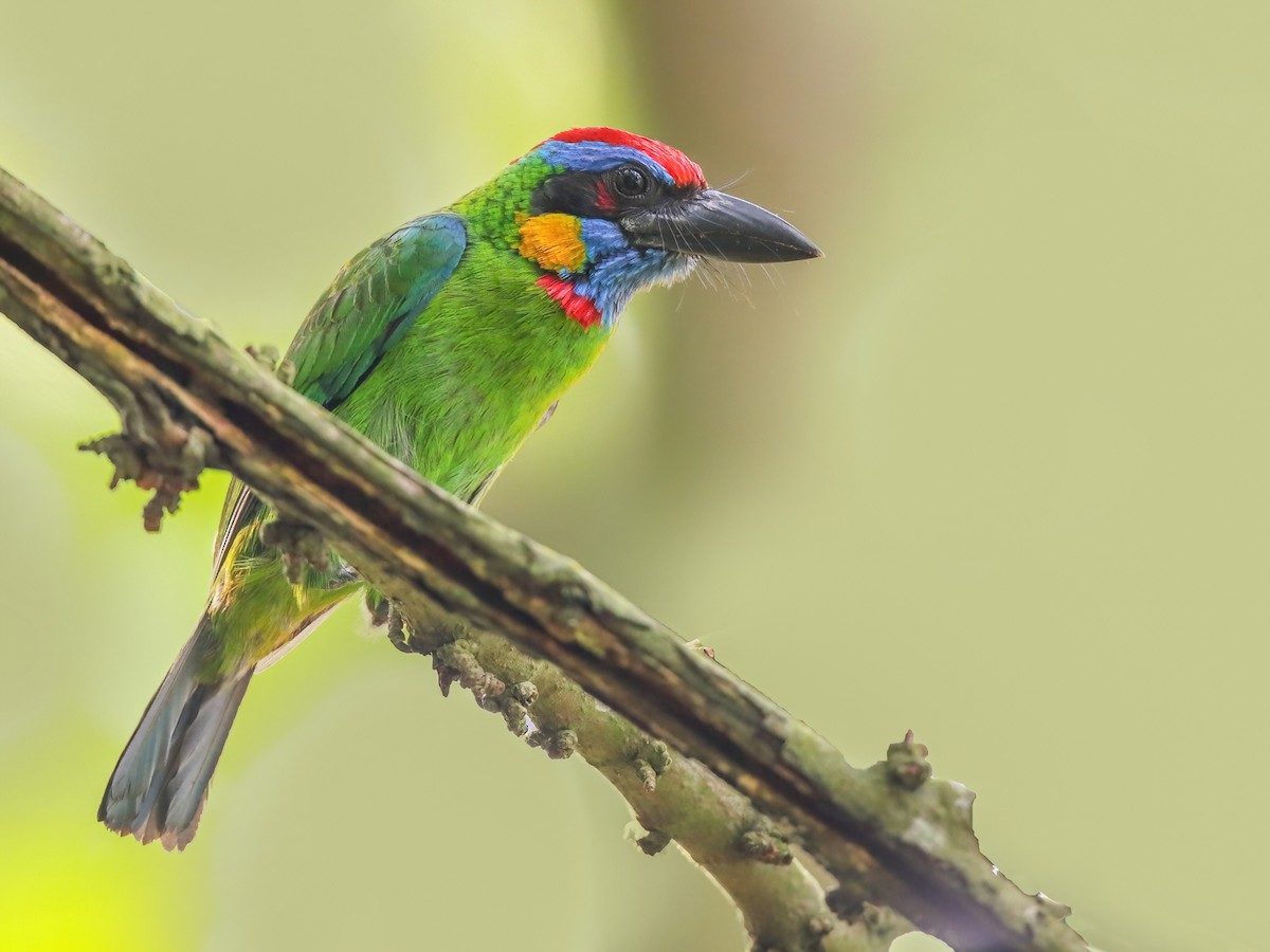 Red-crowned Barbet - Psilopogon rafflesii - Birds of the World