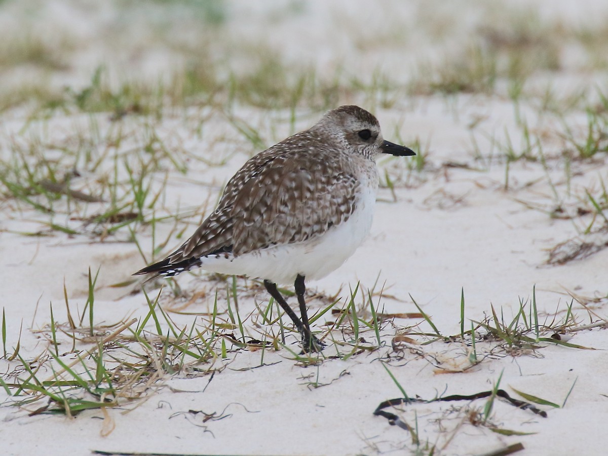 eBird Checklist - 16 Feb 2024 - Bald Point SP - 10 species