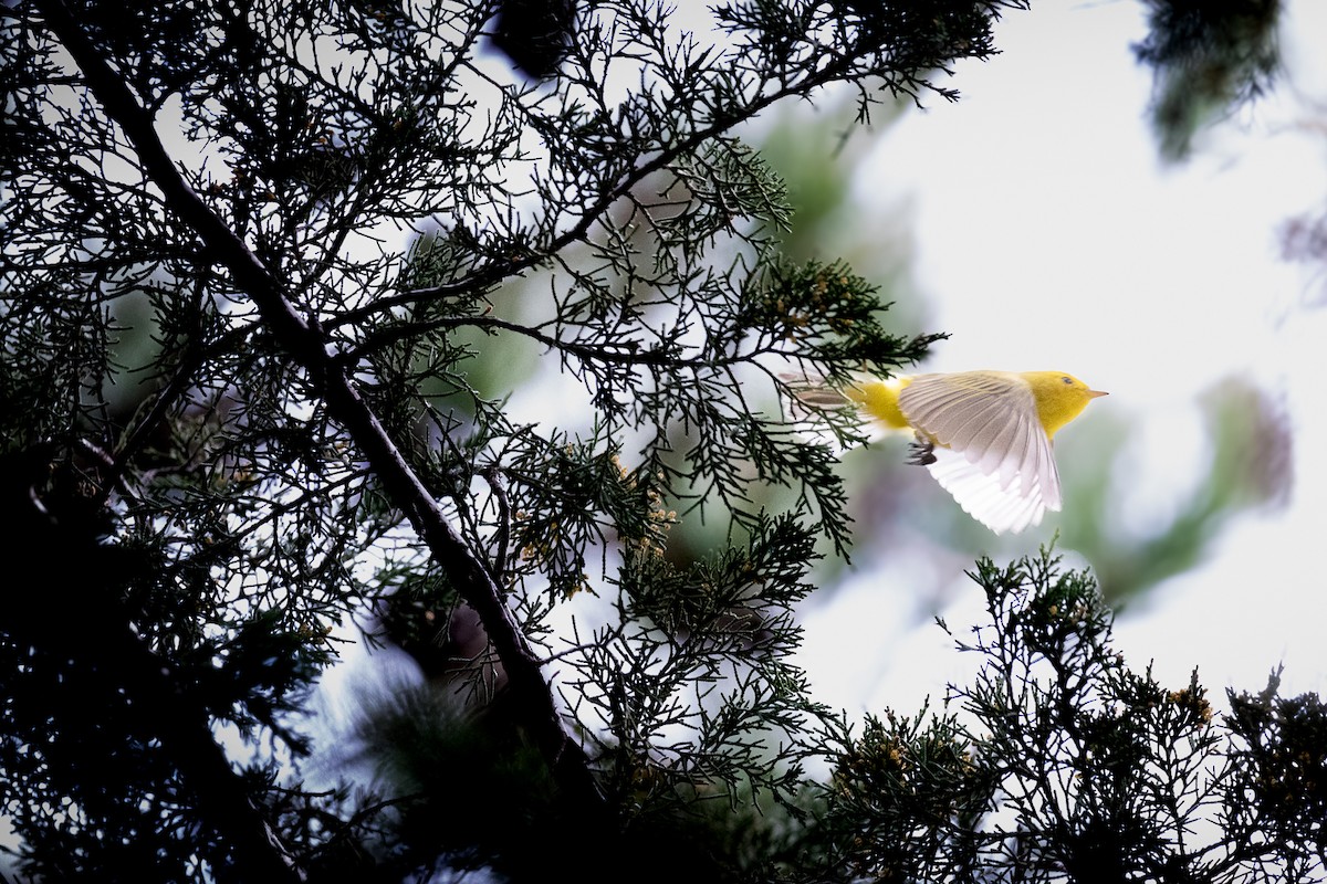North Carolina Bird Atlas Checklist - 16 Feb 2024 - Schenck Forest - 1 ...