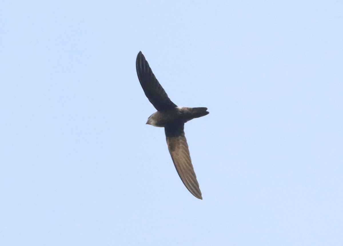 eBird Checklist - 16 Feb 2024 - Taylor's Park (Restricted Access) - 43 ...